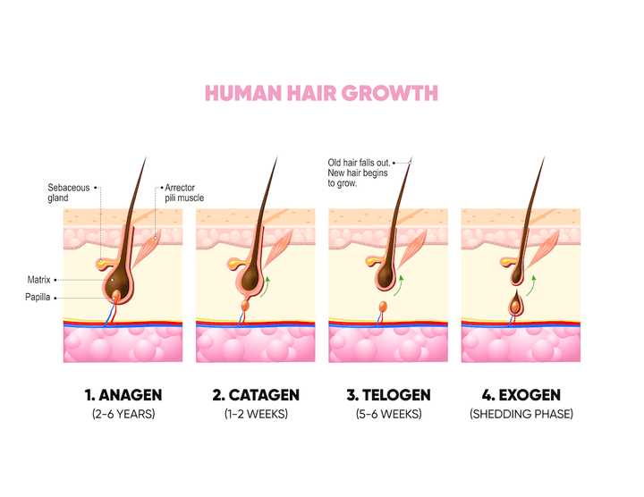 What Are Hair Growth Cycles?